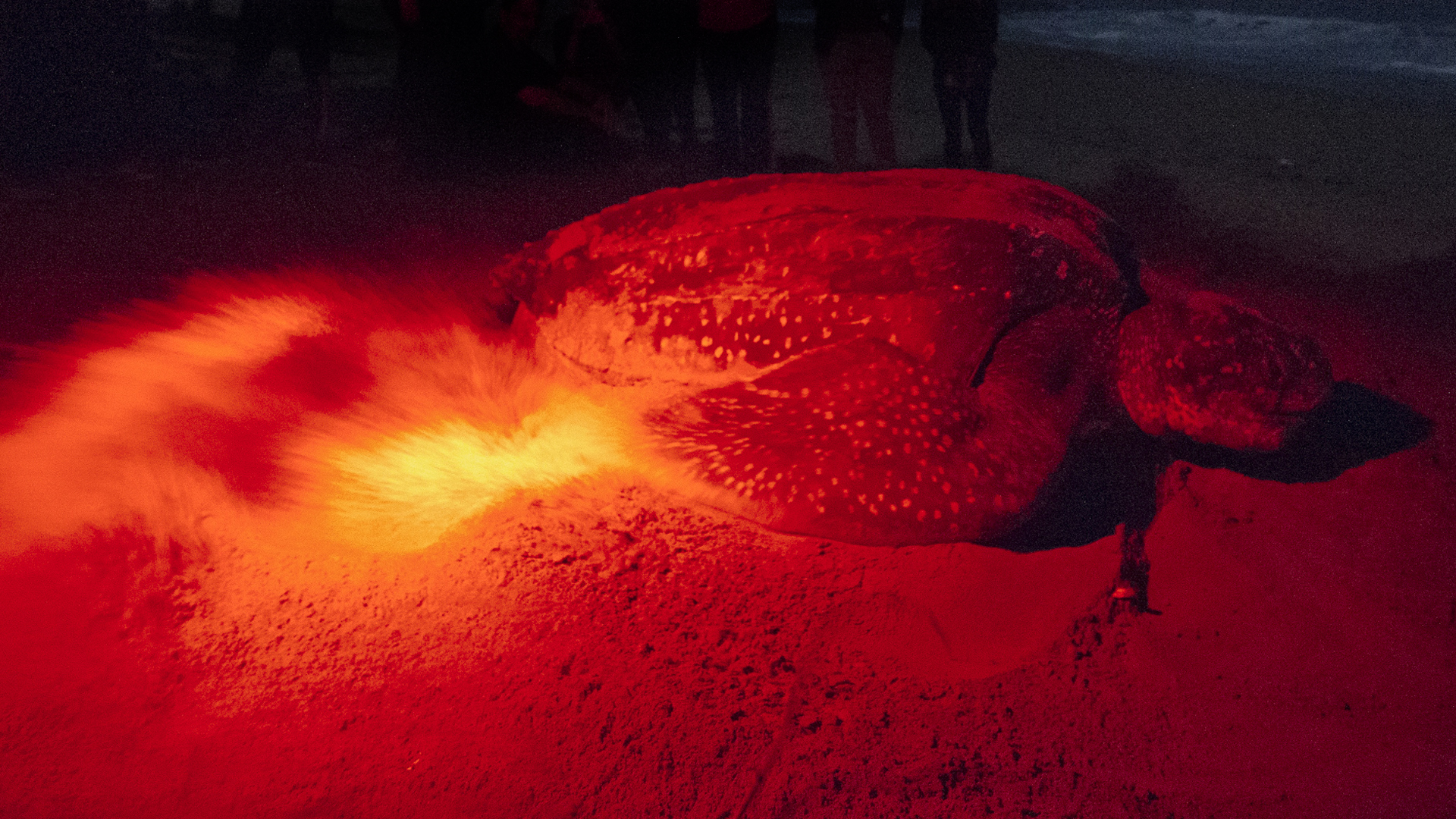 Espectacular anidaje de un tinglar en Dorado - El Nuevo Día