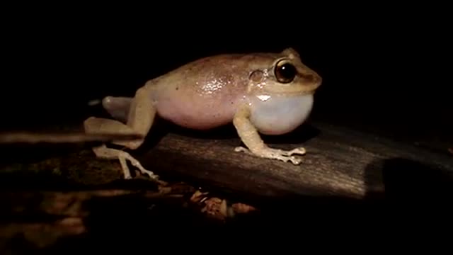 ¿Cómo canta un coquí? - El Nuevo Día