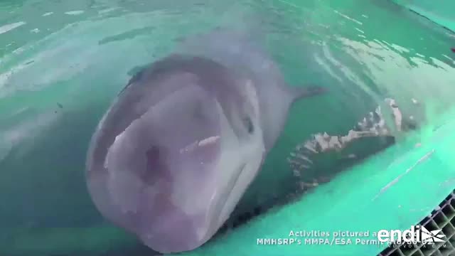 Rescatan una ballena bebé en peligro de extinción - El Nuevo Día