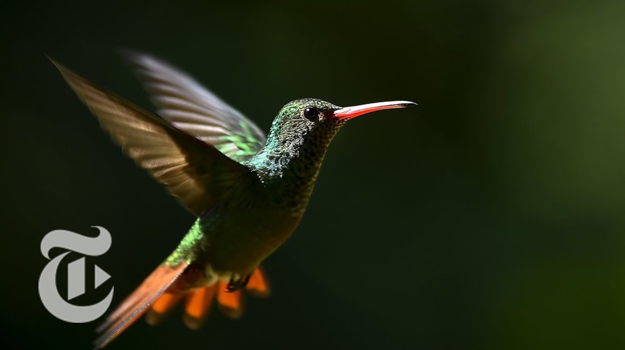 Revelan lo que ocurre cuando un colibrí duerme - El Nuevo Día
