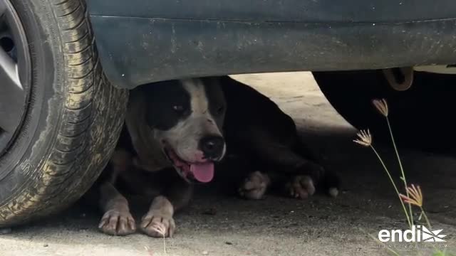 Realizan un vital censo de animales realengos en Puerto Rico - El Nuevo Día