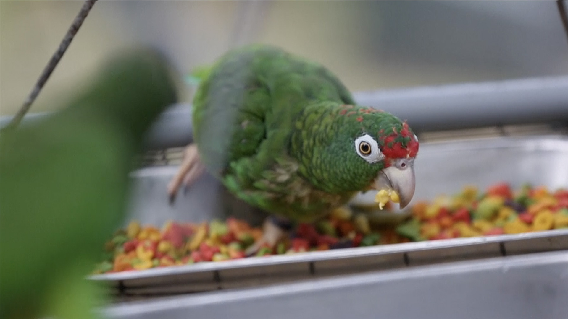 Solo quedan dos cotorras puertorriqueñas en El Yunque - El Nuevo Día