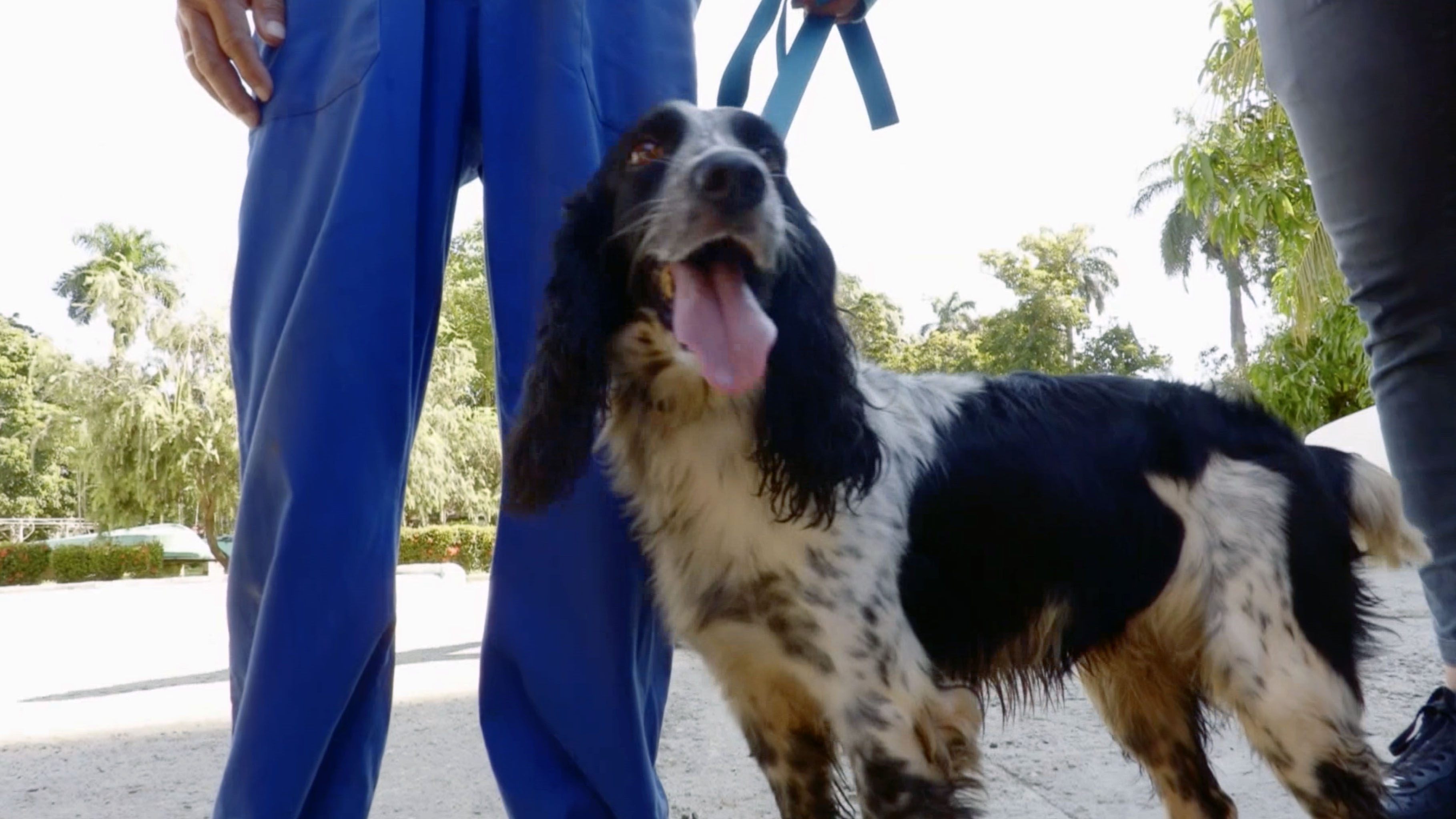 Impresionante: este perro aprende a buscar dinero en Cuba - El Nuevo Día