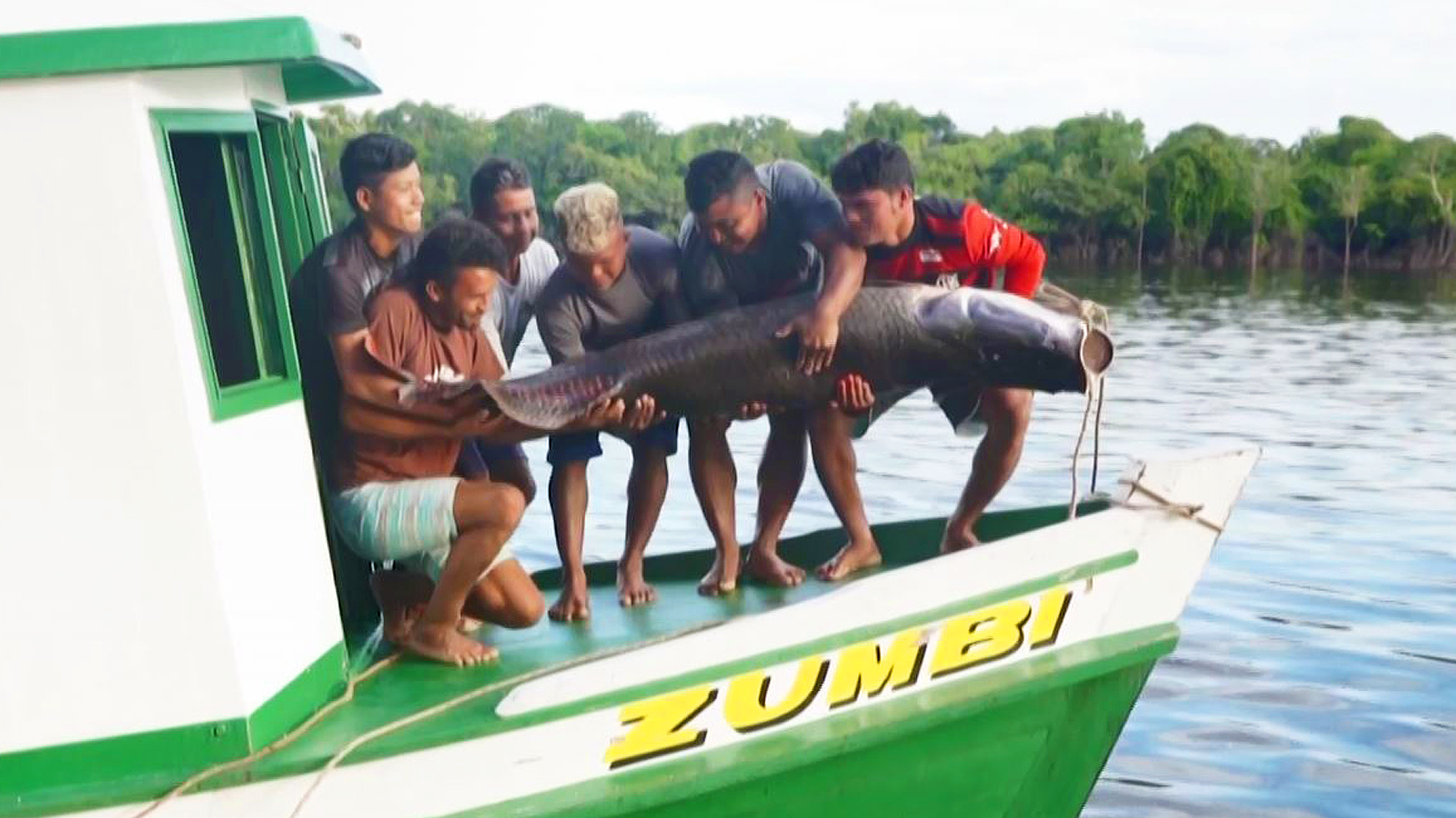 Impresiona el pirarucú, el pez gigante que se convirtió en una delicia ...
