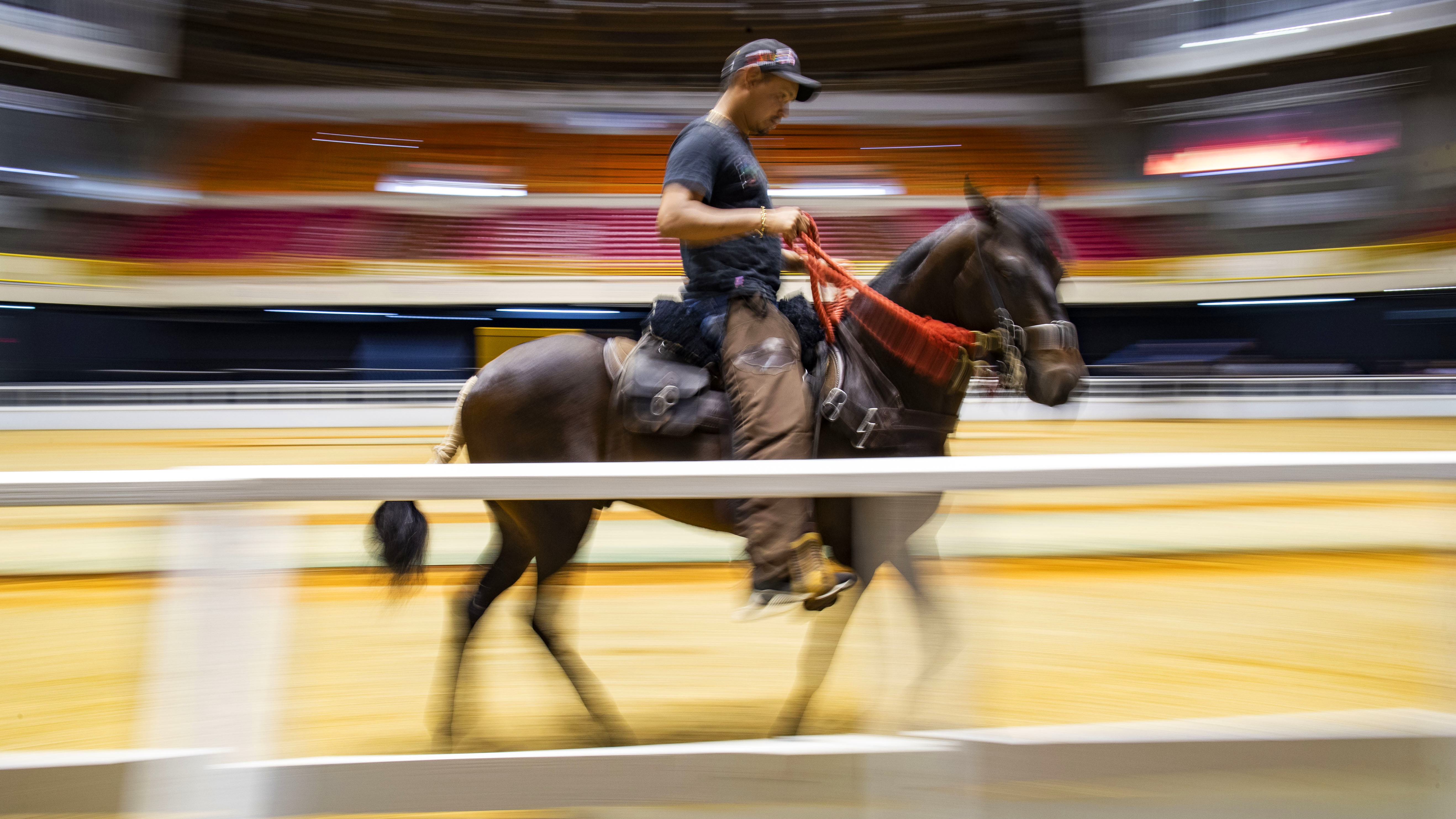 "Puerto Rico es una potencia de caballos de paso fino" - El Nuevo Día