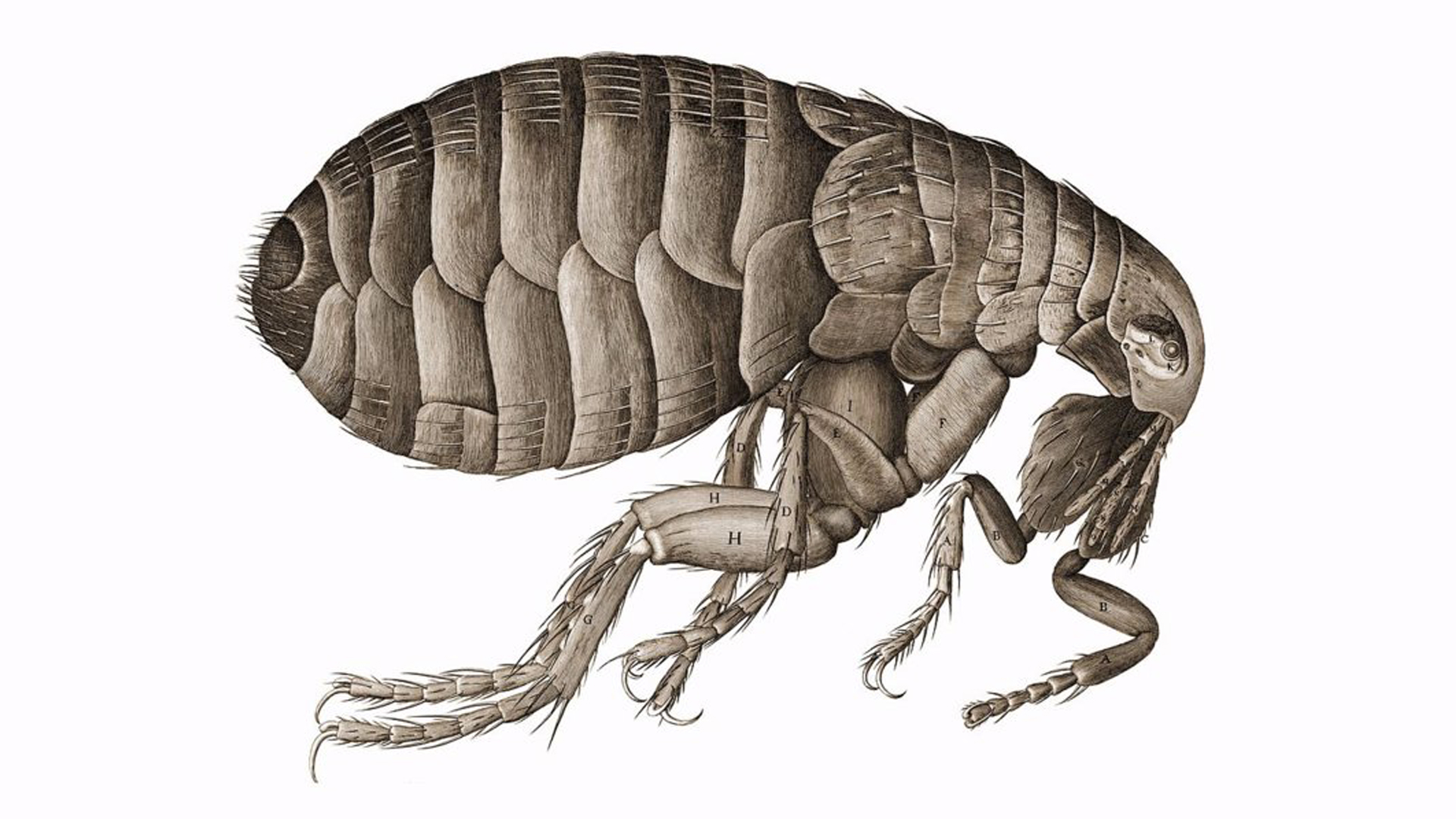 El peligro de la peste bubónica, una de las peores enfermedades del ...