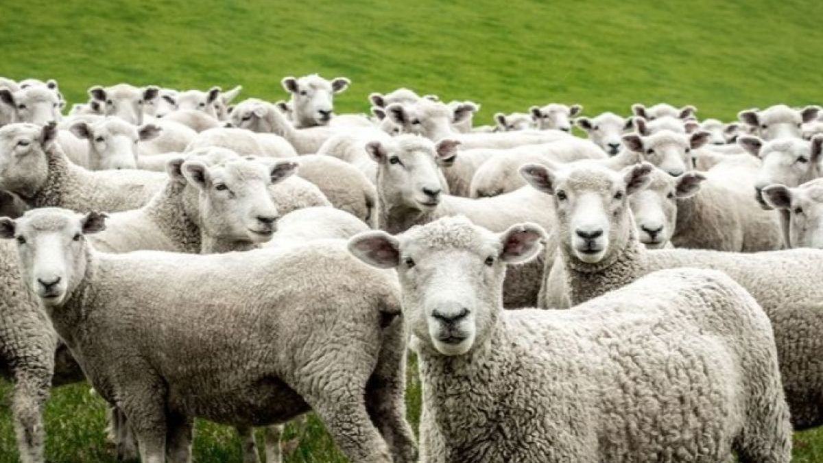 Medio millón de ovejas se salvan del matadero - El Nuevo Día