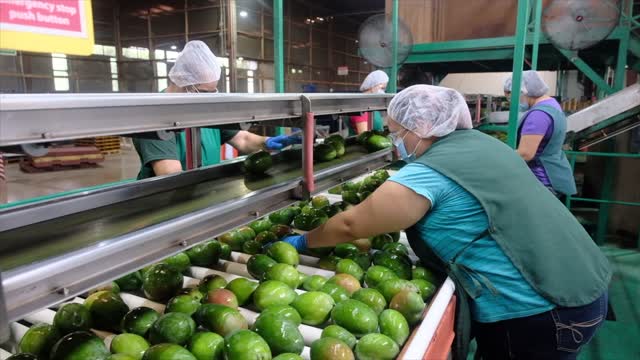 El mangó de Puerto Rico logra un sitial especial en Europa - El Nuevo Día