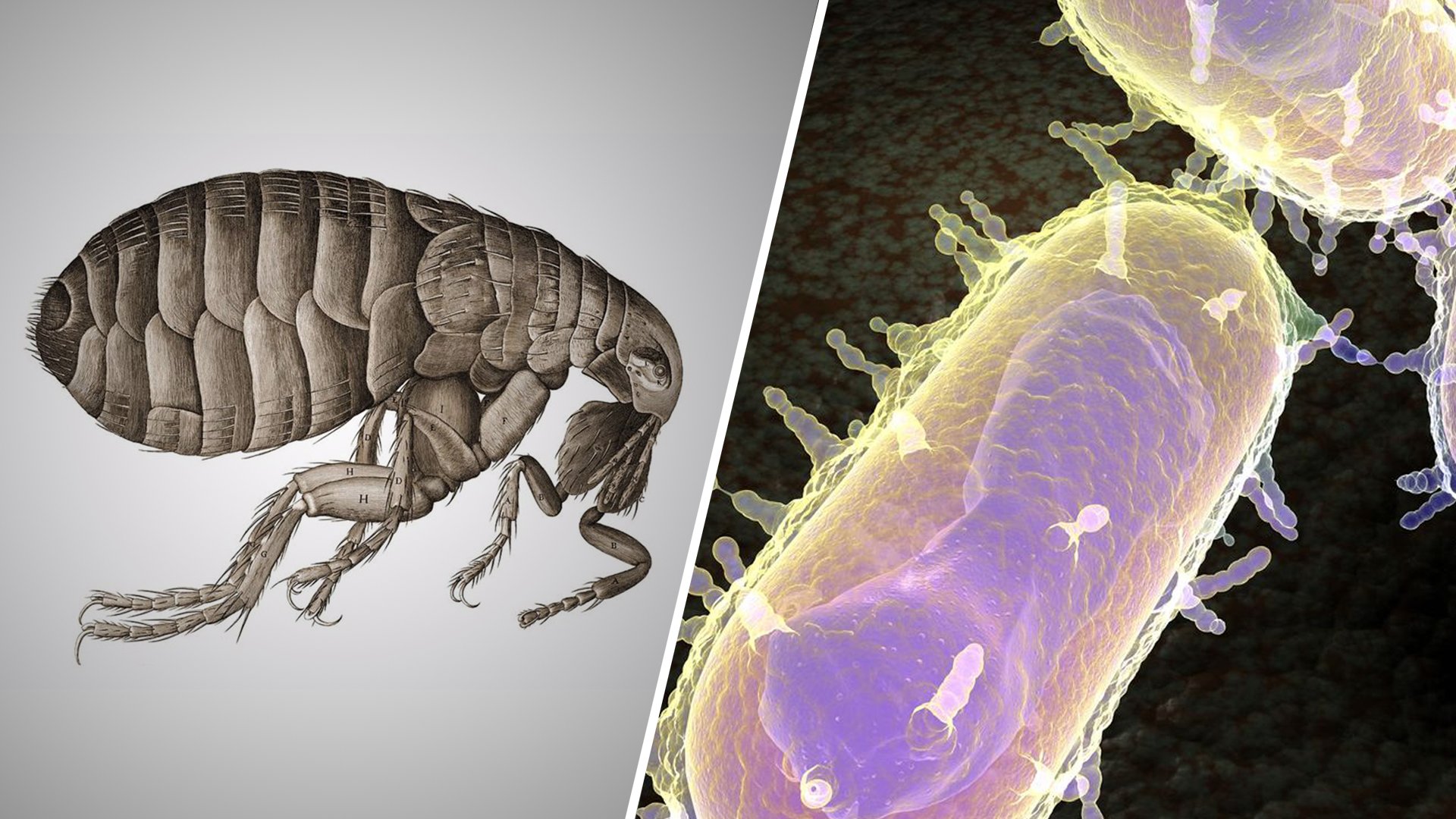 El peligro de la peste bubónica, una de las peores enfermedades del ...